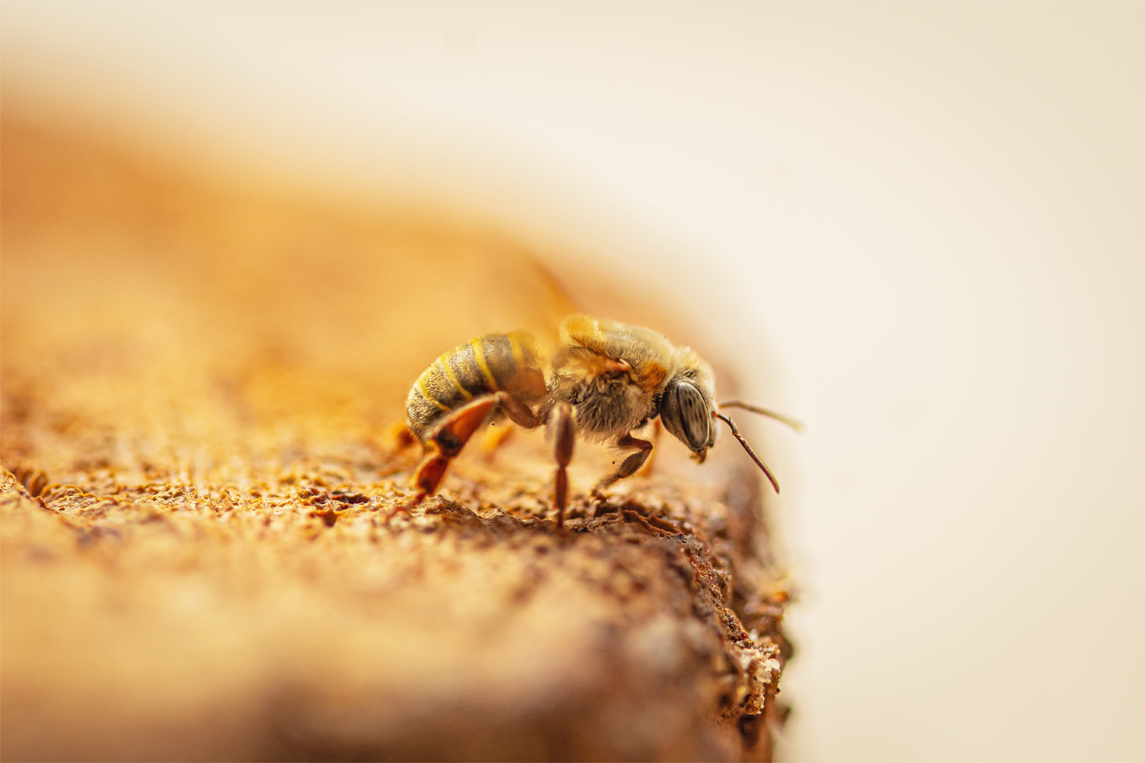 FAQ – Authentic Stingless Bee Honey Questions | Royal Lady Bee – Royal ...